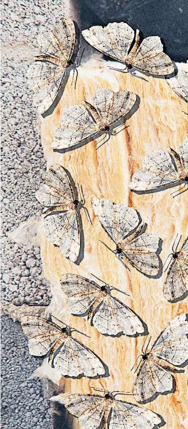 A plague on your houses: the eco-insulation that moths love - PressReader