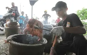 Ayam pasu a pot of gold - PressReader