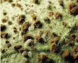 INSEKDODER GEREGISTRE­ER: GEMOEDSRUS VIR NEUT- EN VRUGTEBOER­E ...