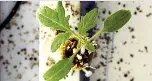 TOETS HOE GOED SAAD ONTKIEM - PressReader
