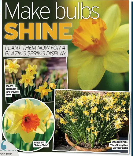 Make bulbs SHINE - PressReader