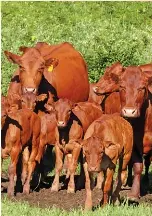 The origin of the Bonsmara - PressReader