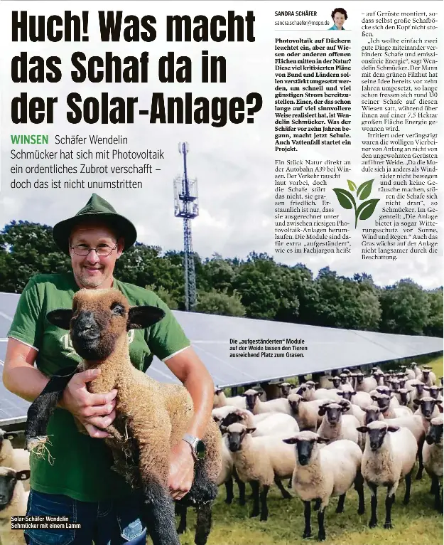 Huch! Was macht das Schaf da in der Solar-Anlage? - PressReader