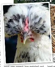 Meet the Shetland hen... the world’s rarest chicken! - PressReader