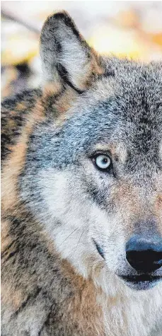 Wolf und Bär als Wahlkampfh­elfer - PressReader