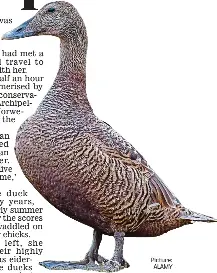 How Anna ‘the duck woman’ saved a struggling shepherd - PressReader