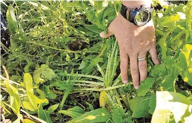 Dekgewasse koppel elemente van grondgeson­dheid - PressReader