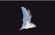 Endangered bat visits Arizona hummingbir­ds - PressReader