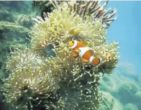 Sustaining our reefs - PressReader