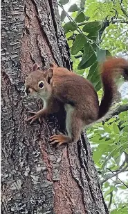 Squirrels aren’t so bad after all - PressReader