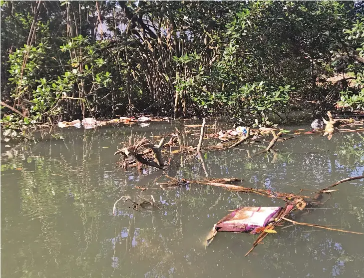 The Garbage Flow: Stuck Among the Mangroves - PressReader