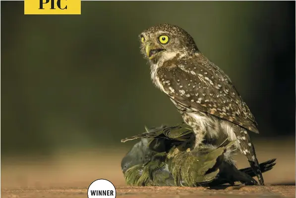 GERRIE BOTHA ANDRIES COMBRINCK - PressReader