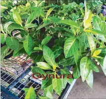 ASHITABA and IMPOSTOR - PressReader