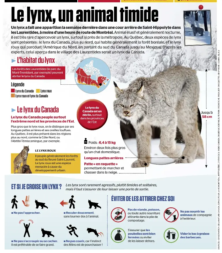 Le lynx, un animal timide - PressReader