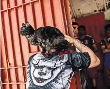 Inmates Fell in Love With Cats in Prison - PressReader