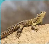 FOUR LIZARDS BORN IN PRETORIA ZOO - PressReader