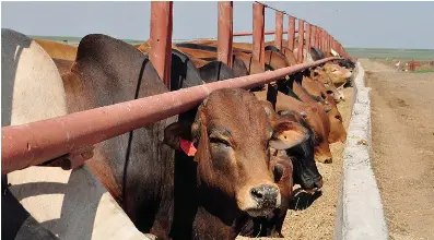 Boran-beeste het ’n toekoms in voerkrale - PressReader