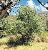 KNYSNA’S FEATHERBED NATURE RESERVE: AN EXERCISE IN RESTORING BIODIVERSI ...