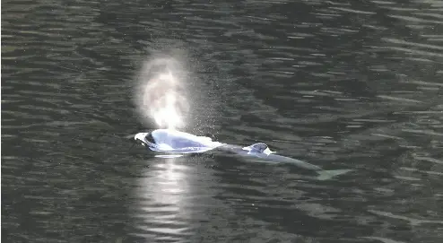 Whale experts confident orca calf will survive if rescue plan succeeds ...