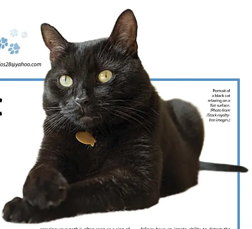 The enigmatic black cats: Protectors or harbinger of ill fortune ...
