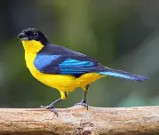 Bird watching? No, bird hearing! - PressReader