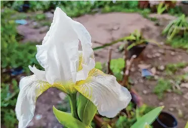 Rains prompt plants to burst into bloom - PressReader