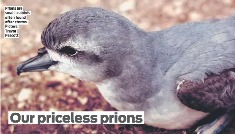 Our priceless prions - PressReader