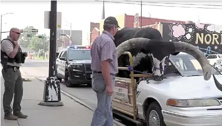 Pulled over with a bull riding shotgun in his car - PressReader