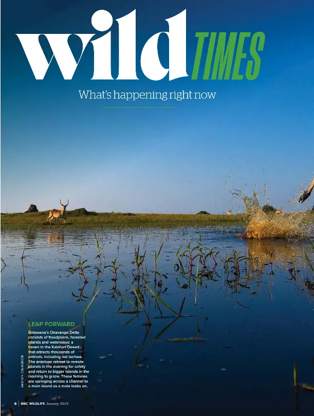 wild TIMES - PressReader