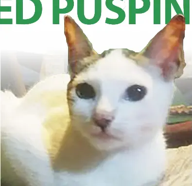 THAT SPECIAL BREED CALLED PUSPIN - PressReader