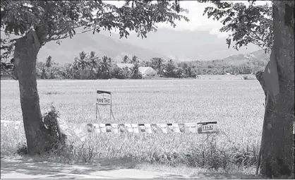 TH-82 hybrid rice variety brings hope of better yield - PressReader