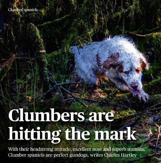 Clumbers are hitting the mark - PressReader