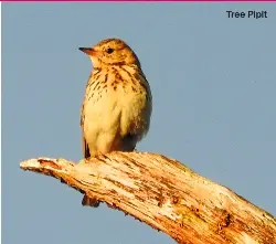 OLDDEAN COMMON - PressReader