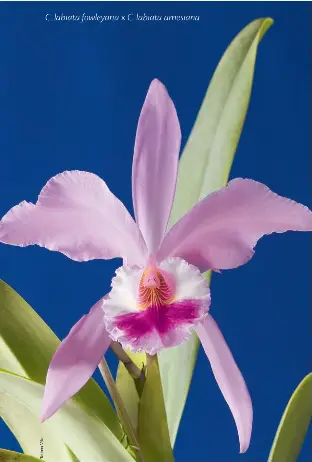 Cattleya labiata - PressReader