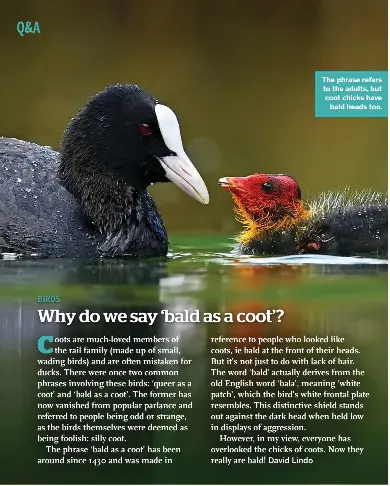 Why do we say ‘bald as a coot’? - PressReader