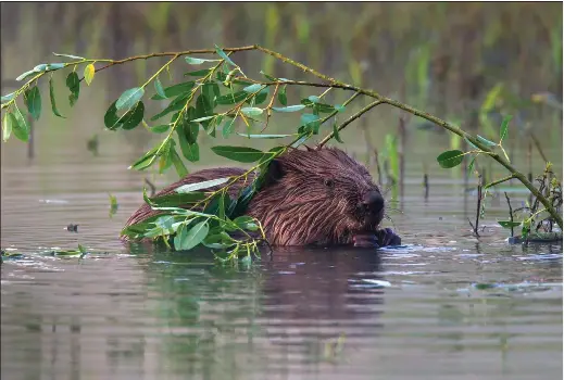 Beavers ‘help voles flourish’ - PressReader