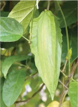 Kapas-Kapas: An indigenous vegetable - PressReader