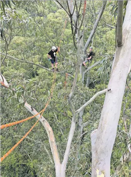 SA home to the world’s tallest planted tree - PressReader