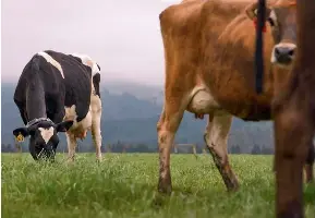 Fewer cows, less milk production - PressReader