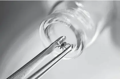 Lyme disease has a broad range of symptoms - PressReader