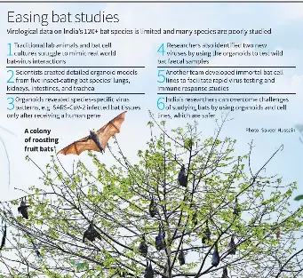 Lab-grown bat organs, next stop en route to predicting pandemics - PressReader