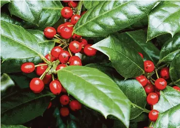 Nellie R. Stevens are berry good; best faces on pansies - PressReader