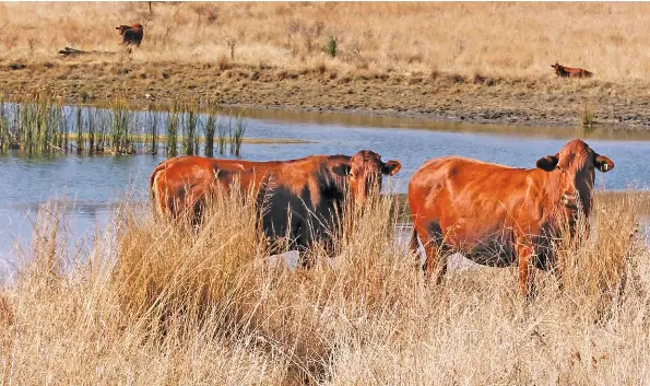 Cattle farming basics: Sweetveld vs sourveld, and how to get the best ...