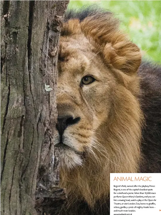 ANIMAL MAGIC - PressReader