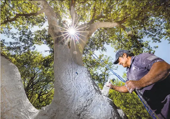 BEETLES ON THE MARCH - PressReader