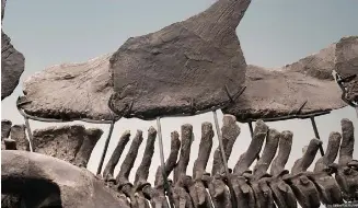 Sale a la venta en Nueva York un estegosaur­io a sus 150 millones de a ...