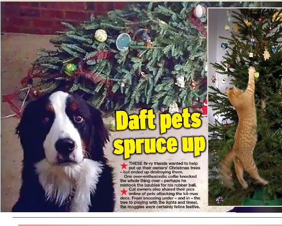 Daft pets spruce up - PressReader