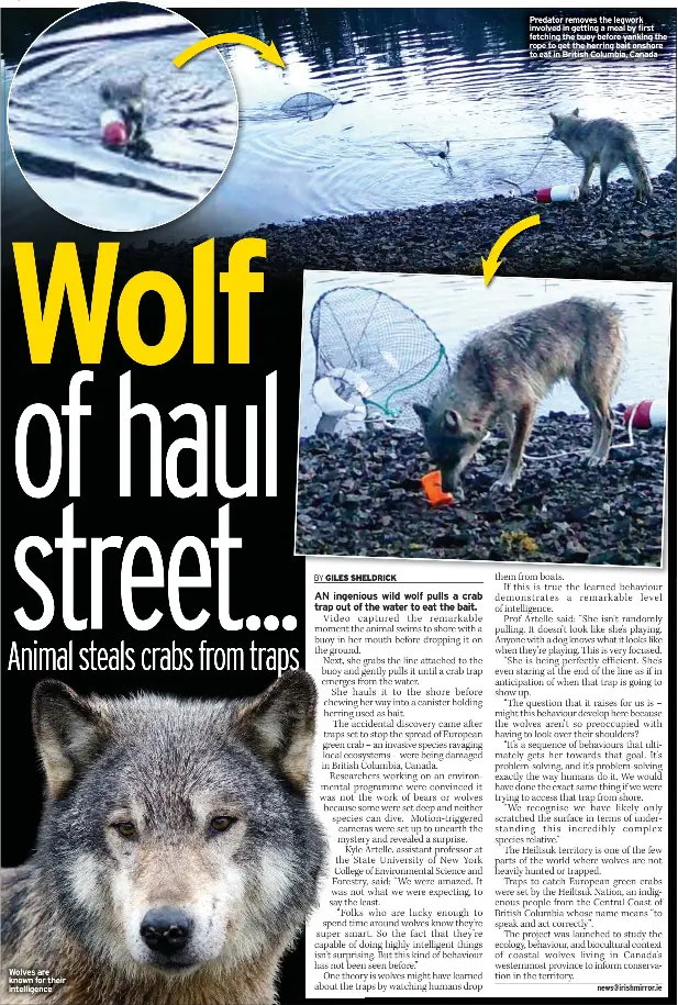 Wolf of haul street... - PressReader