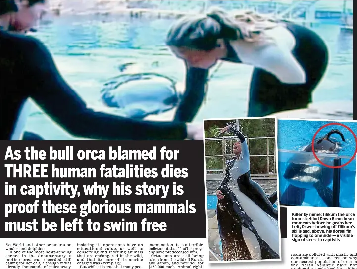 Seconds from horror, a tormented whale and the trainer he killed ...