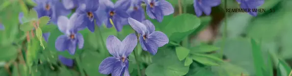 Susannah White looks back on the heyday of Devon’s violets - PressReader